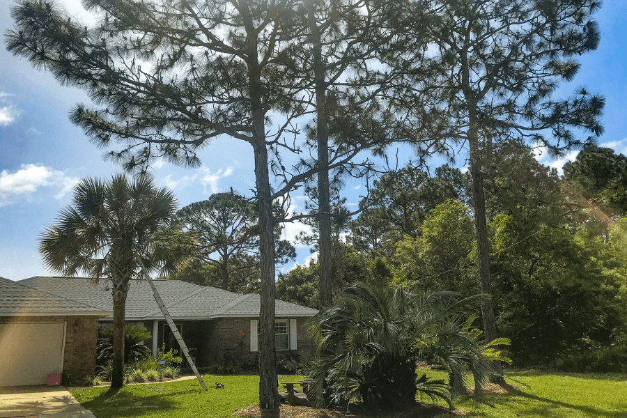 Project Gallery - Tree Cowboys & Landscaping, LLC in Navarre Florida